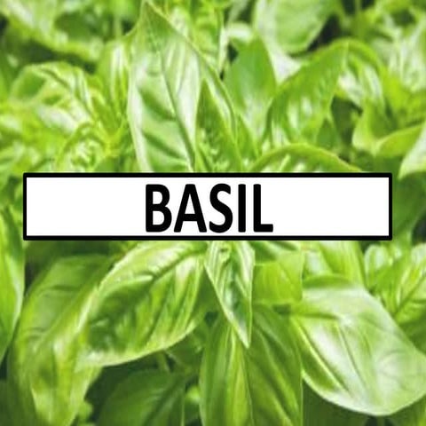 Basil oil | PPTX