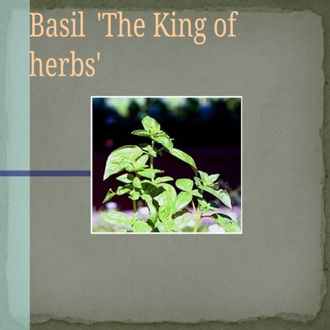 Basil herb agronomy and processing doc.pptx