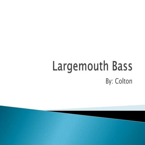 Finn loves fishing for bass! | PPT