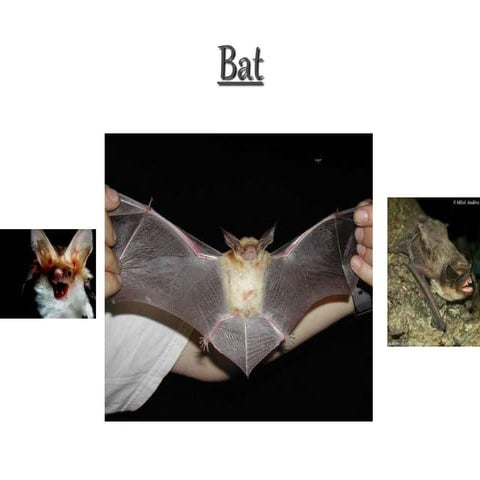 Bat-Powerpoint-Character-8525692.ppsx