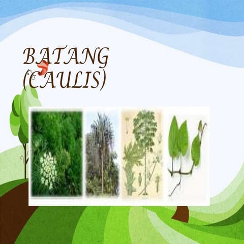 Batang (Caulis) | PPTX