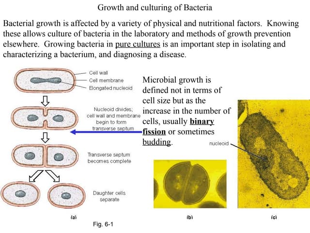 Synchronous-culture-and-continuous-cultivation (2).pptx