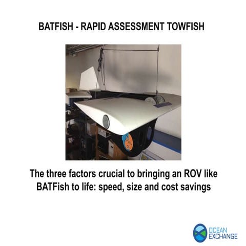 Batfish | PPT