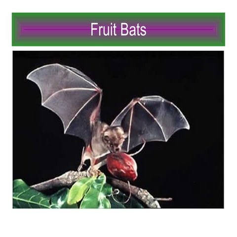 Fruit Bats by William | ODP