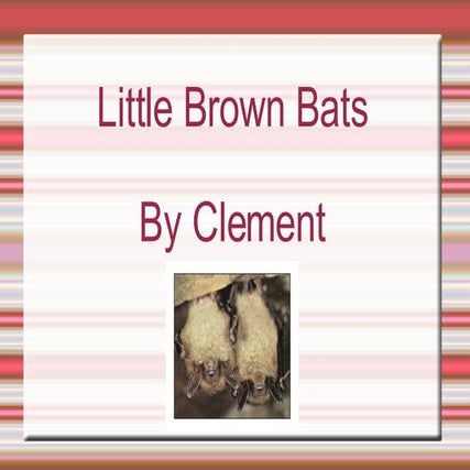 Bats | PPT
