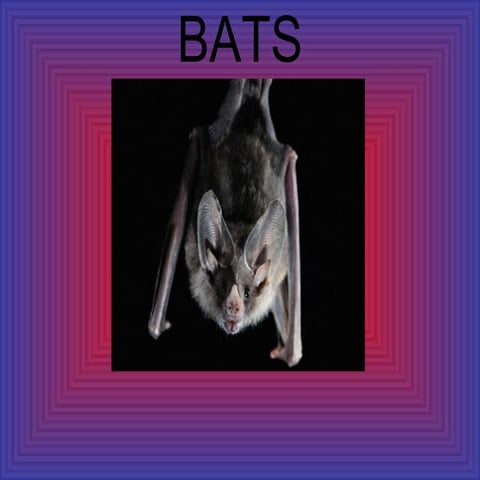 Bats (Ander) | PPS | Pets