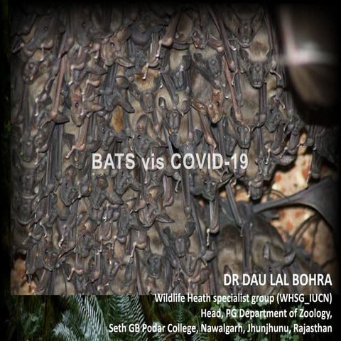 Why do bats transmit most of the viruses | PPTX