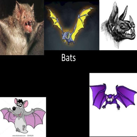Bats | PPTX | Biological Sciences | Science
