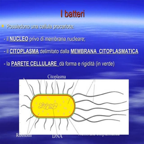 Batteri | PPT | Infectious Diseases | Diseases and Conditions