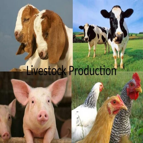 Battletiger-Livestock-Production-Cattle-Final.ppt