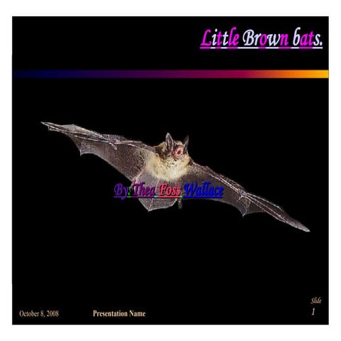 Little Brown Bats by Clement | PDF