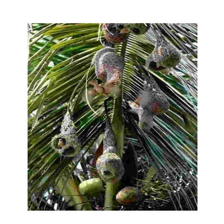 Baya Weaver Birds and Their Spectacular Nests.pdf