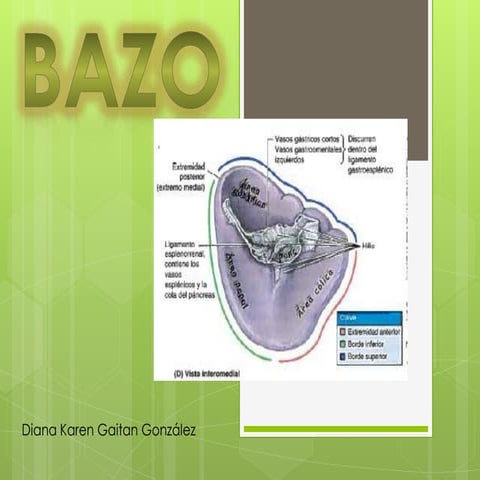 Fisiologia del bazo | PPTX
