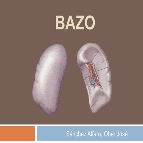 Bazo | PPTX