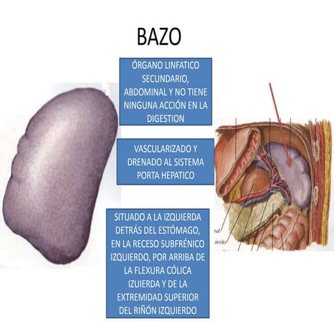 Anatomia del bazo | PPTX