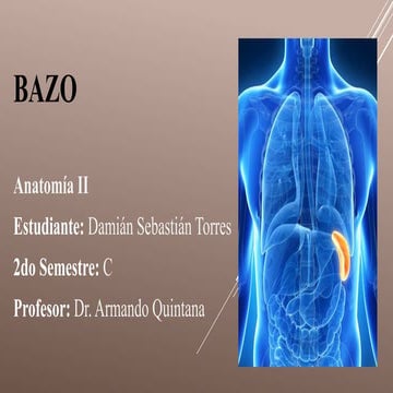 Anatomia del bazo | PPTX