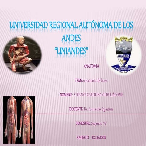 Anatomia del bazo | PPTX