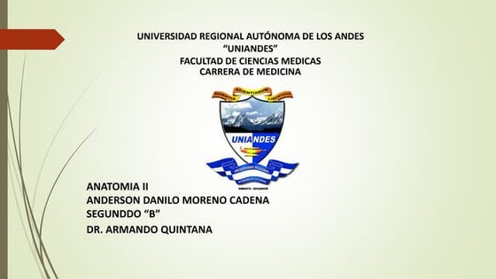 Anatomia del bazo | PPT