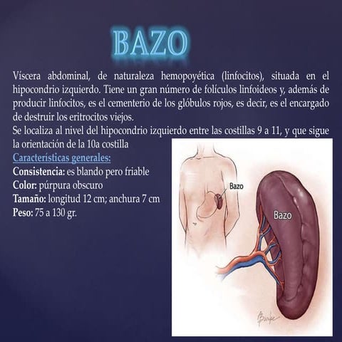 Anatomía Del Bazo Del Perro Bazo M.V. Silvana Formoso | PDF