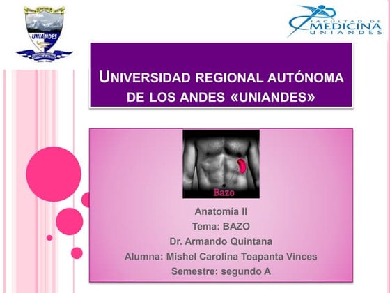 Anatomia del bazo | PPT