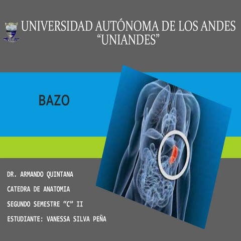 Anatomia y embriologia del bazo hernan | PPTX