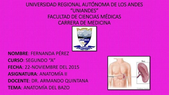 Anatomia del bazo | PPT