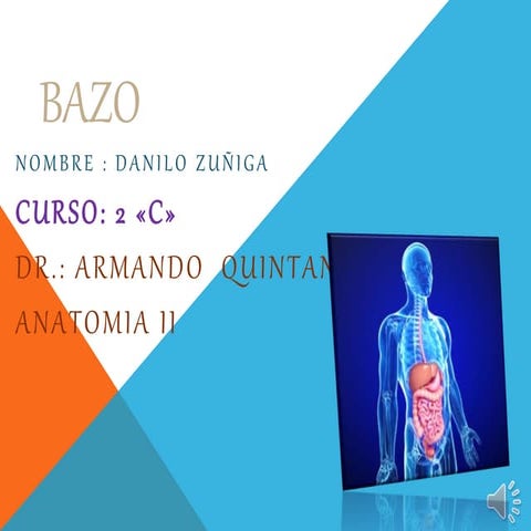 Bazo Anatomía | PPT