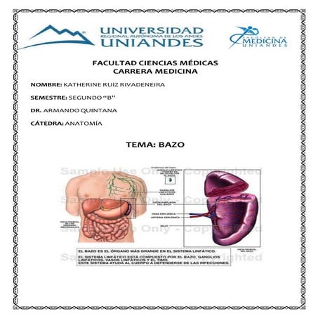Anatomia del bazo | PPTX