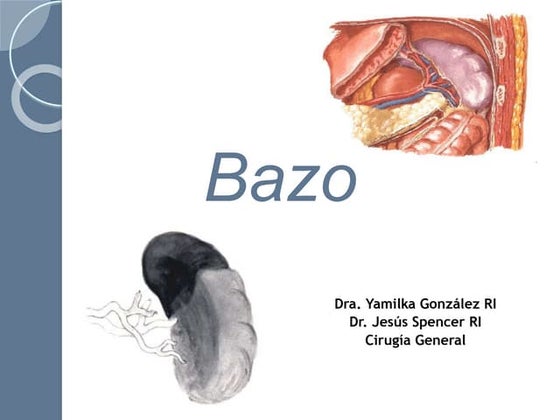 Anatomia del Bazo | PPTX