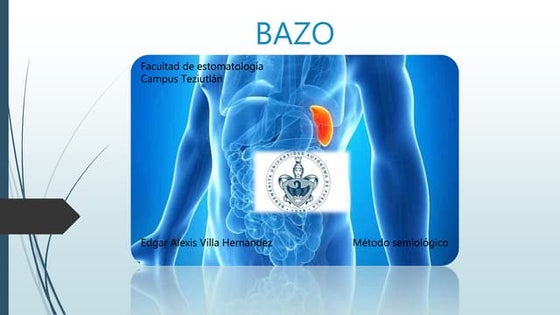 Anatomia del bazo | PPT