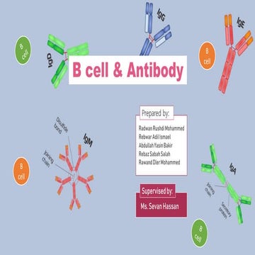B cell and antibody | PPTX