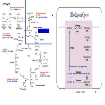 BIOCHEMISTRY 2ND YEAR EYE [FLOWCHART].pptx