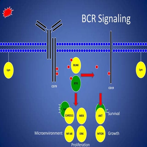 Bcr signaling and inhibition | PPTX