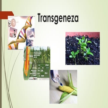 Organisme transgenice | PPTX