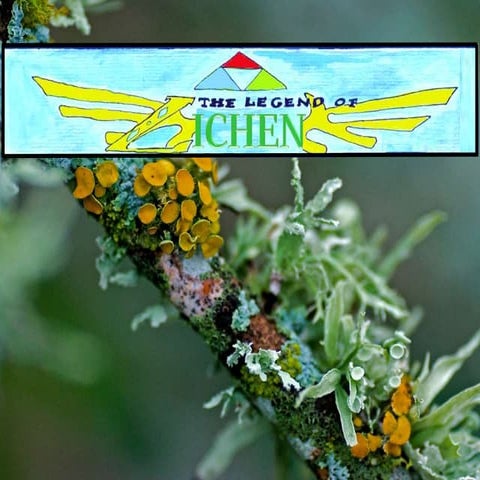 The Legend Of Lichen | PPTX | Chemistry | Science