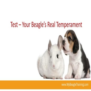 Beagle Temperament Test | PPT