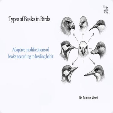 Beak adaptation in Birds | PPTX