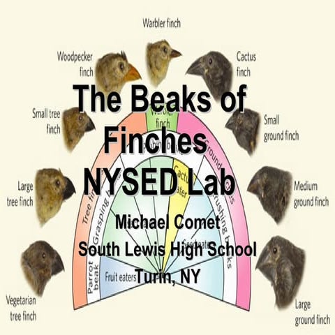 Beaks Of Finches Review | PPT