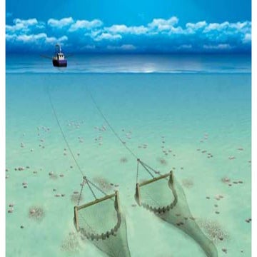 Beam trawl | PPTX