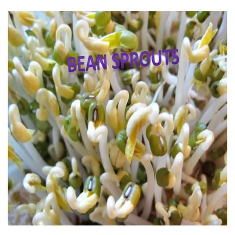 Bean sprouts | PPTX
