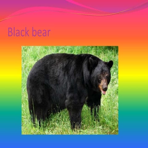 Bear powerpoint | PPTX