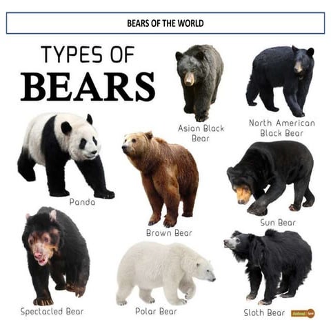 Bears of the world | PPT