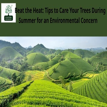 Beat the Heat Tips to Care Your Trees During Summer for an ...