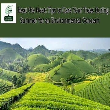 Beat the Heat Tips to Care Your Trees During Summer for an ...