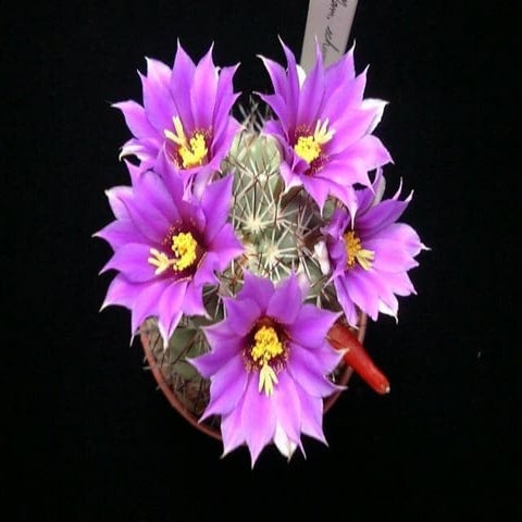 Beautiful Cactus Flowers | PPS | Gardening | Home & Garden