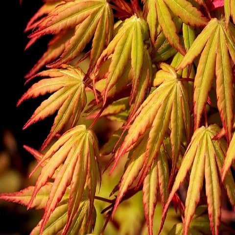 Beautiful Foliage | PPS