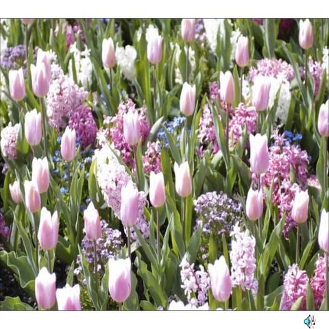 Beautiful Garden | PPT