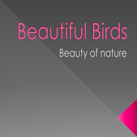 Beautiful birds | PPTX