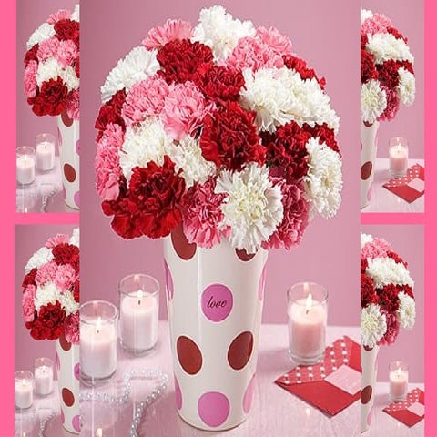 Beautiful Carnation Flowers | PPT