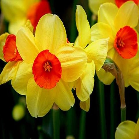 Beautiful Daffodil Flowers | PPSX